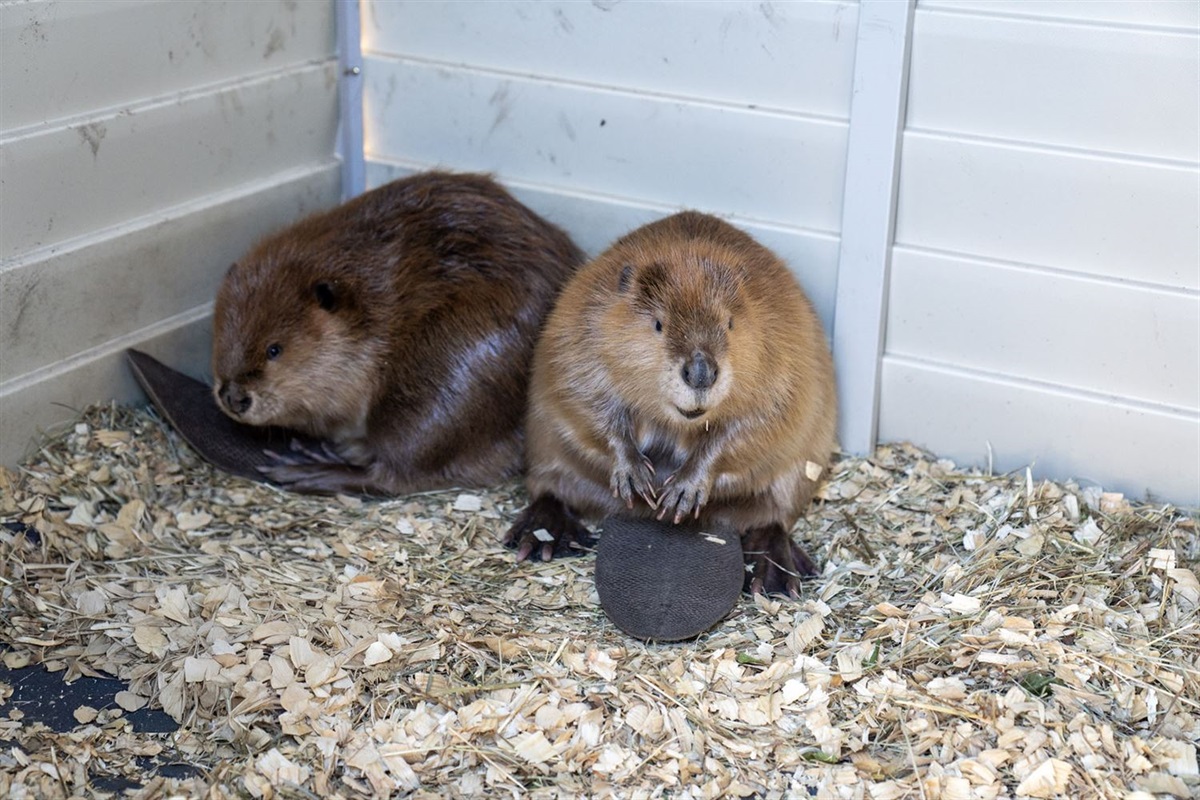 American Beaver | Phillips Park Zoo