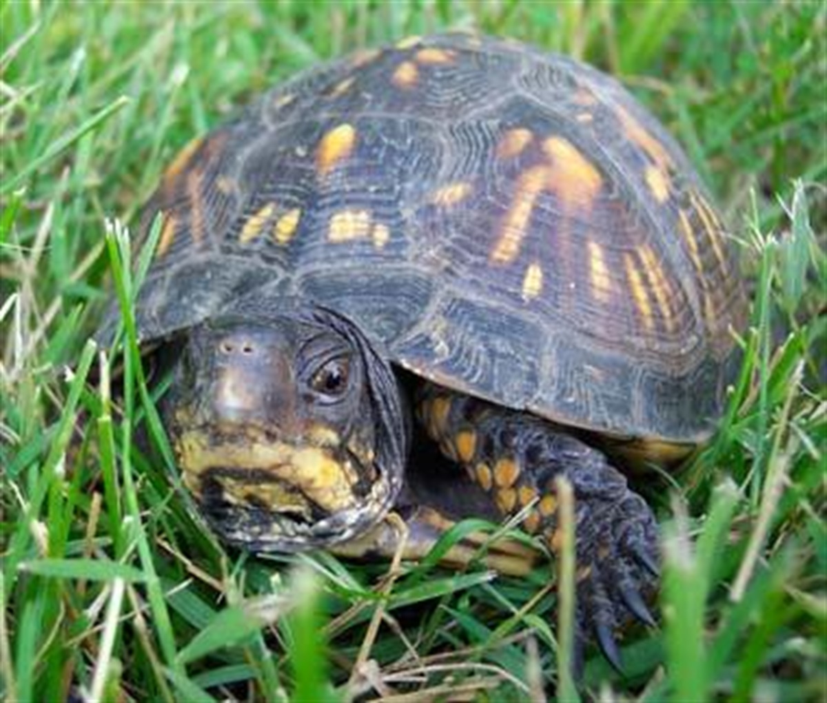 Eastern Box Turtle | Phillips Park Zoo