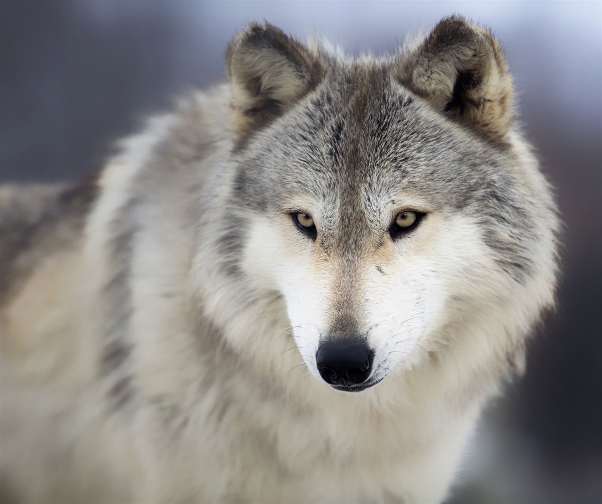 Gray Wolf | Phillips Park Zoo