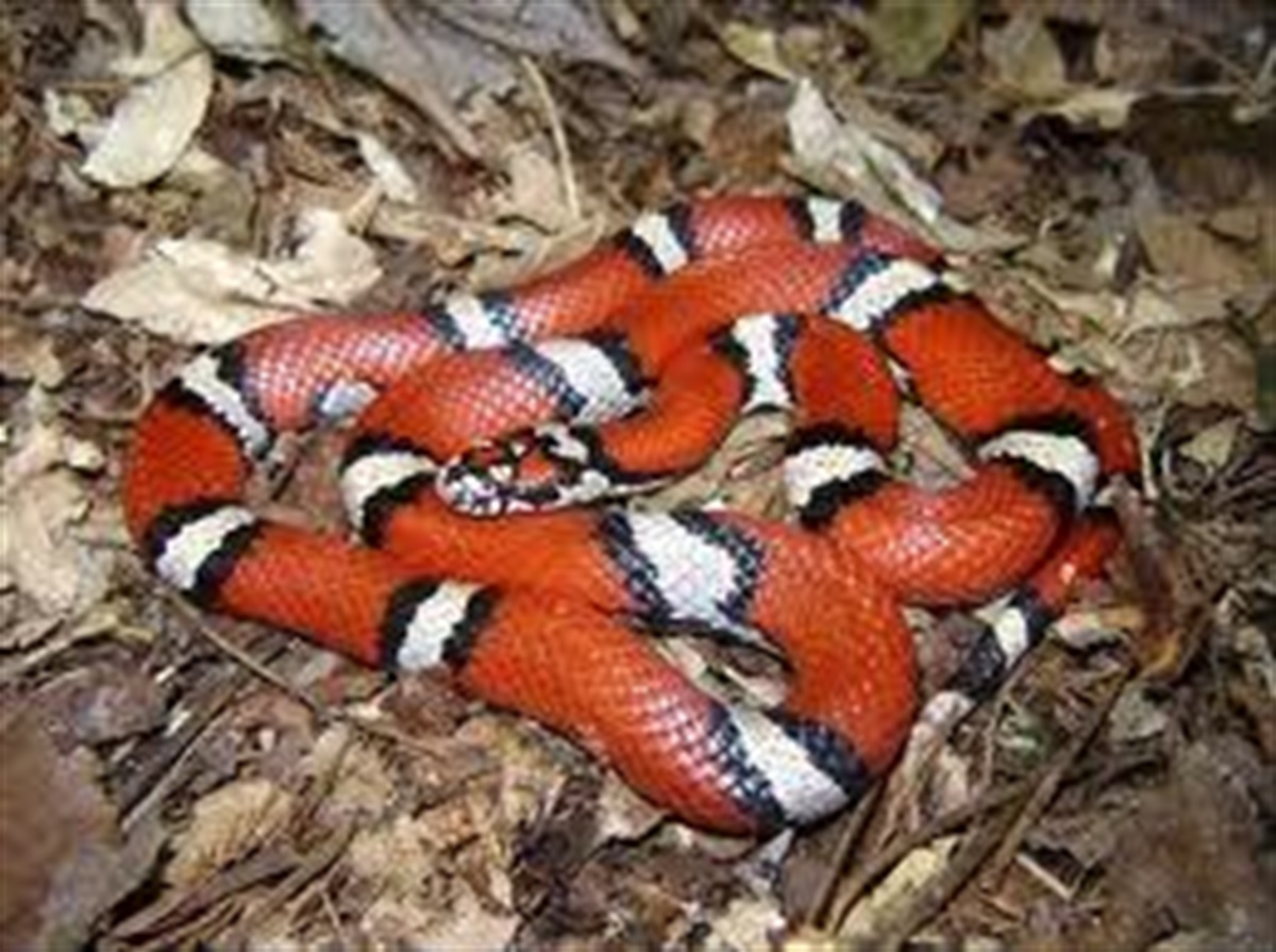 Red Milk Snake | Phillips Park Zoo