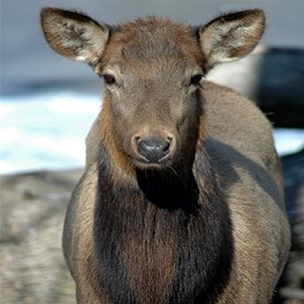 Elk | Phillips Park Zoo