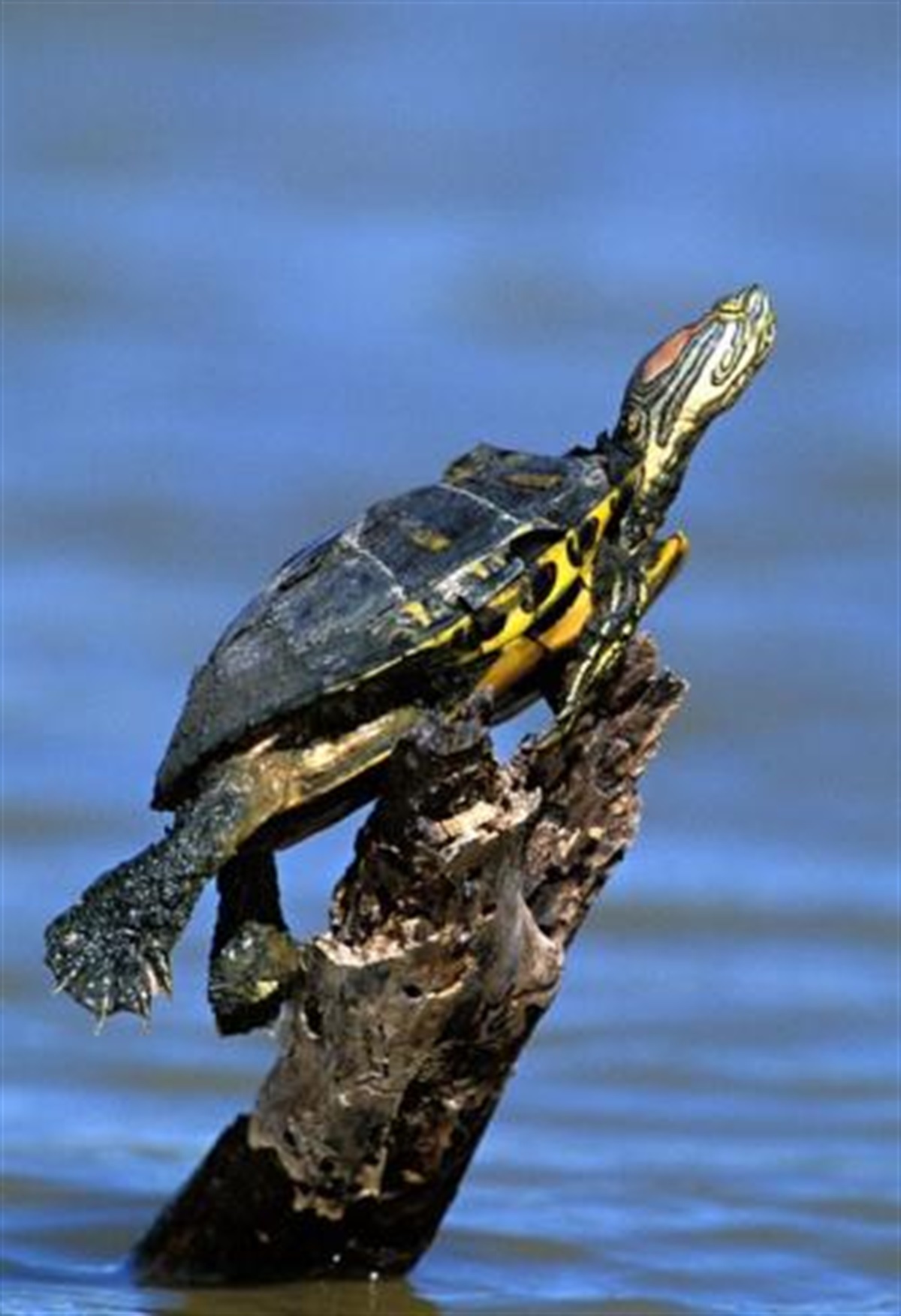 Red Eared Slider | Phillips Park Zoo